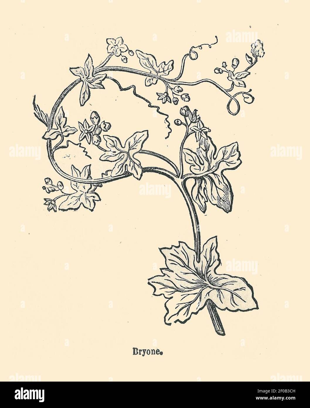 Ysabeau hi-res stock photography and images - Alamy