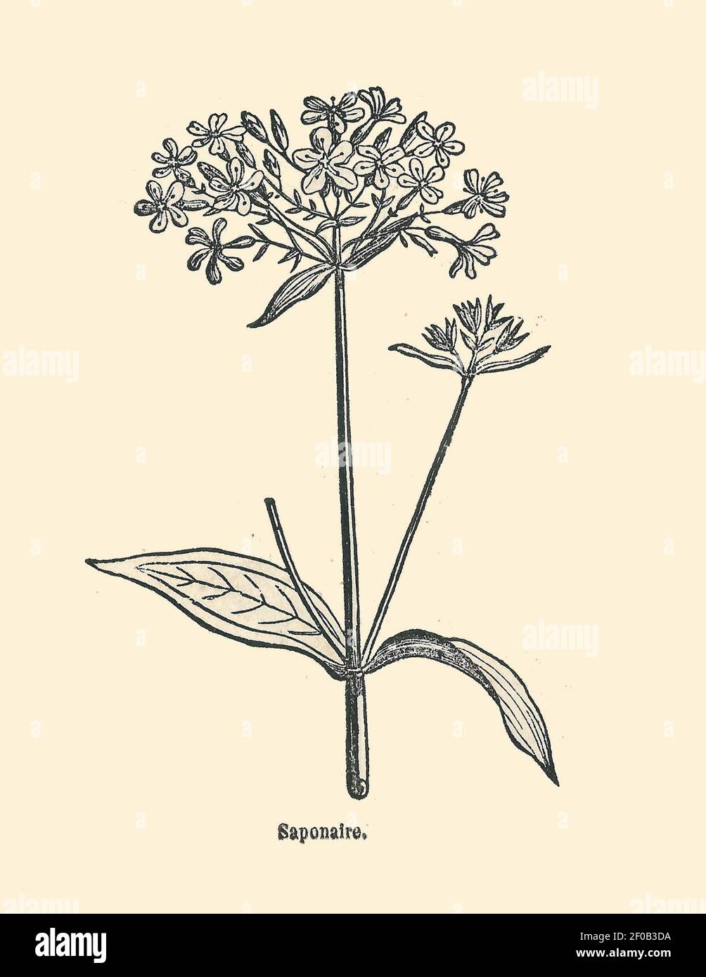 Ysabeau hi-res stock photography and images - Alamy