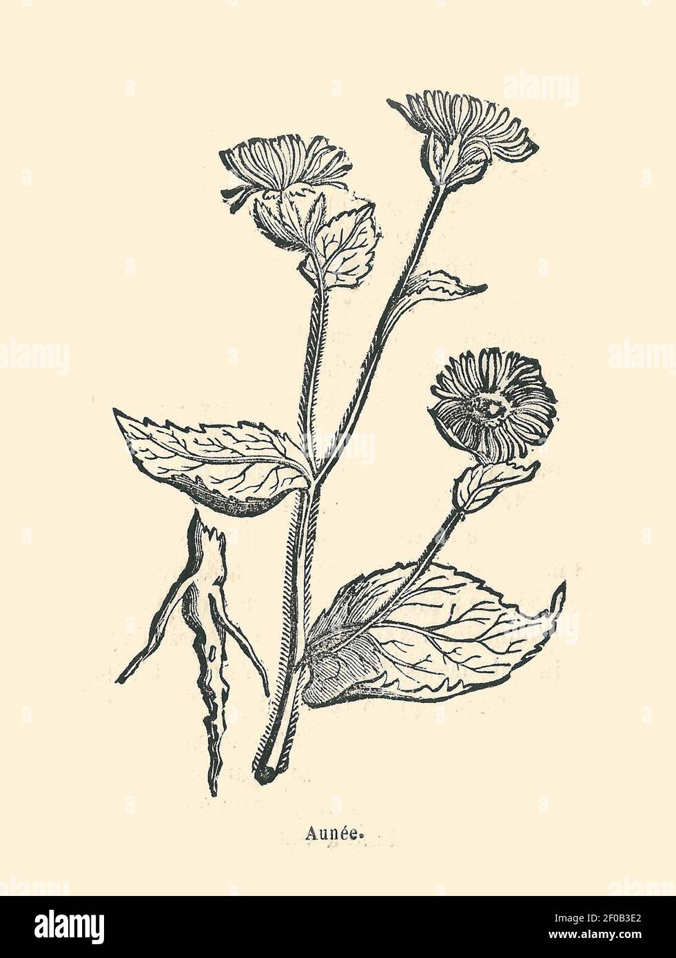 Ysabeau hi-res stock photography and images - Alamy