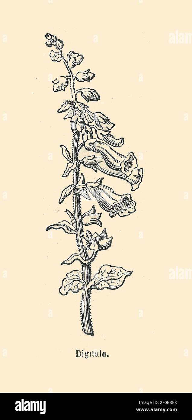 Ysabeau hi-res stock photography and images - Alamy