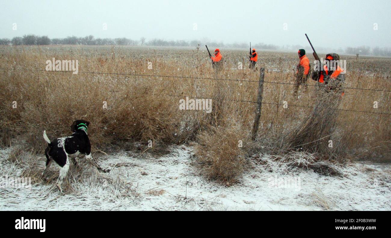 Ruger the dog flushes birds as soldiers stationed at Fort Riley, Kansas ...