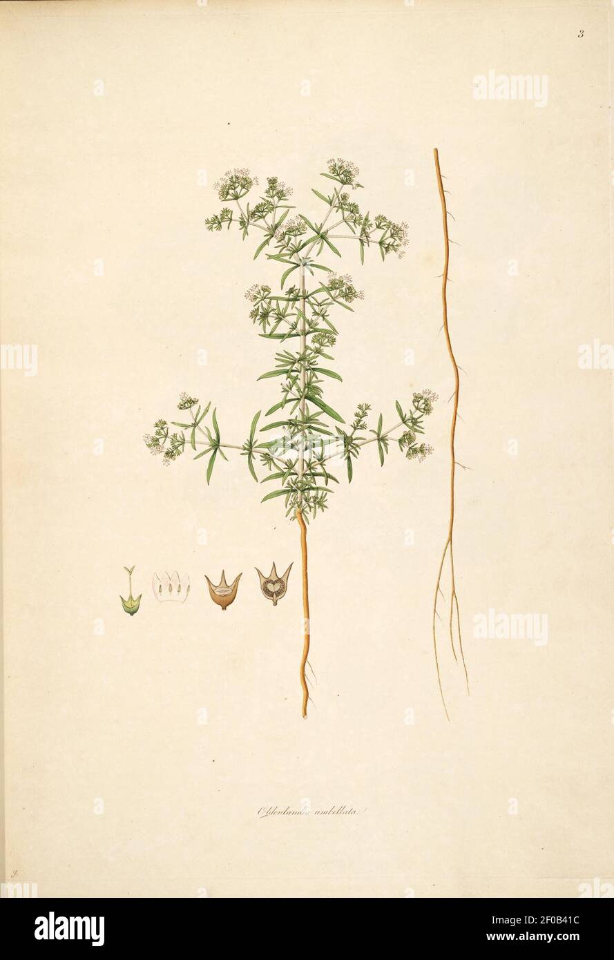 Plants of the coast of Coromandel (Plate 3 Stock Photo - Alamy