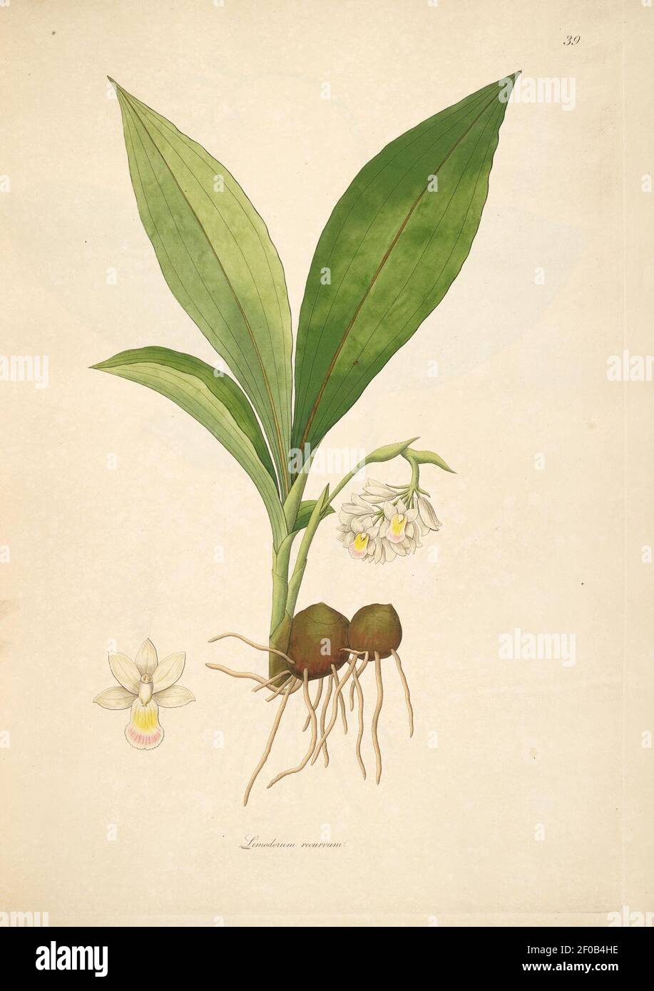 Plants of the coast of Coromandel (Plate 39 Stock Photo - Alamy