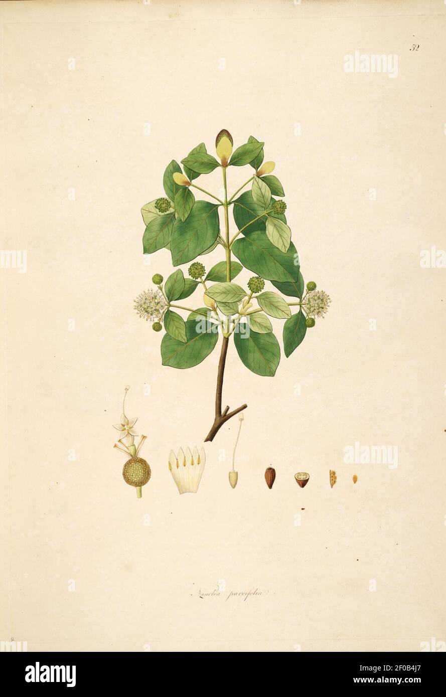 Plants of the coast of Coromandel (Plate 52 Stock Photo - Alamy