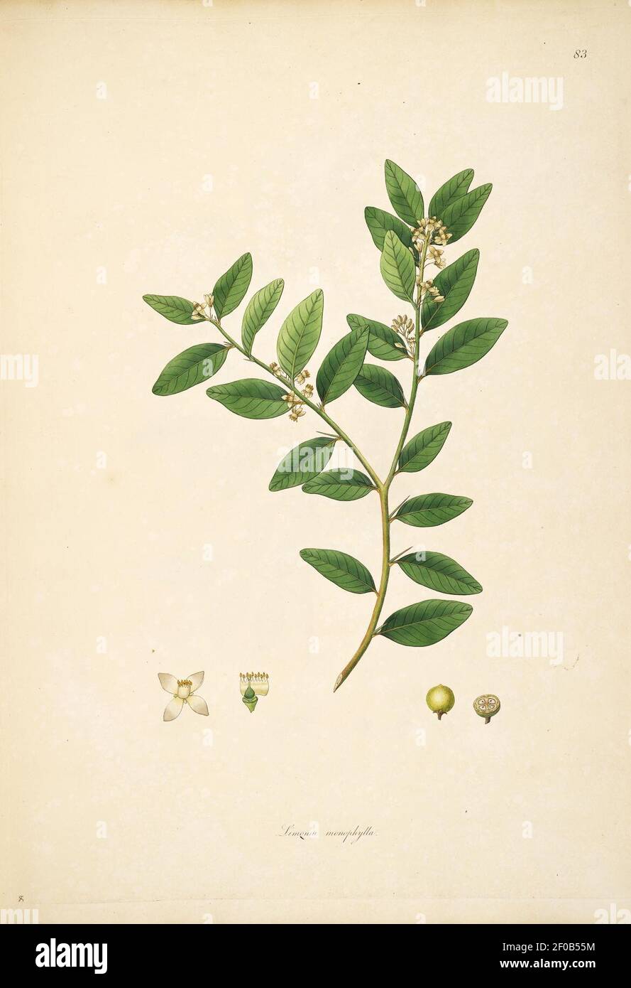 Plants of the coast of Coromandel (Plate 83 Stock Photo - Alamy