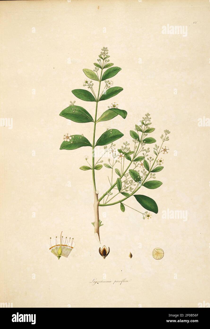 Plants of the coast of Coromandel (Plate 66 Stock Photo - Alamy