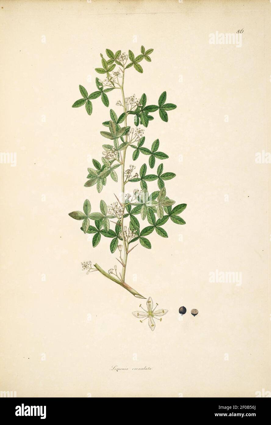 Plants of the coast of Coromandel (Plate 86 Stock Photo - Alamy