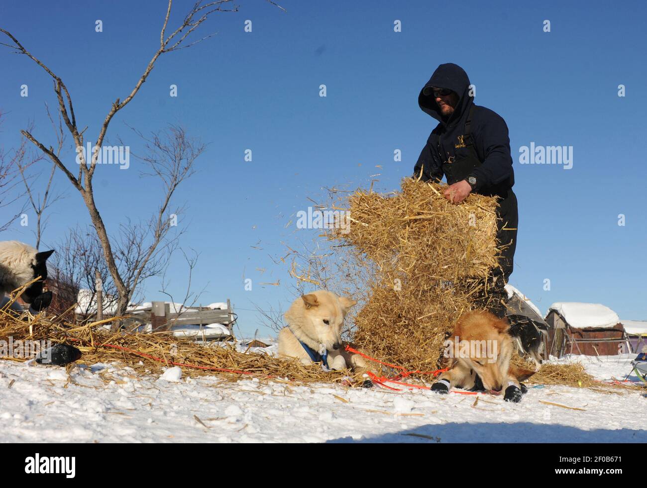Hugh Neff from Tok, Alaska, spreads hay for his dogs at the Kaltag ...