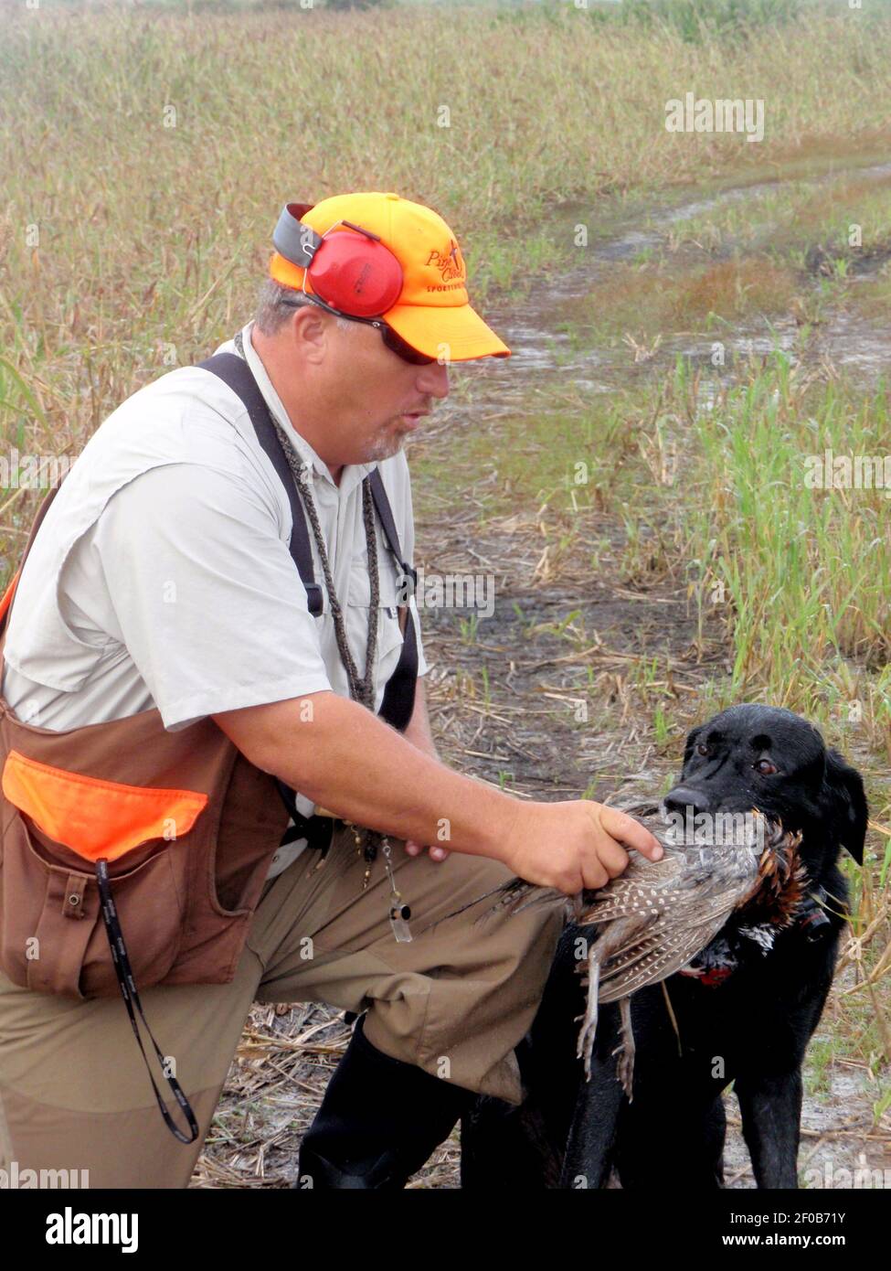 Hunting guide Bill Thacker takes a pheasant from his black Lab, Chance ...
