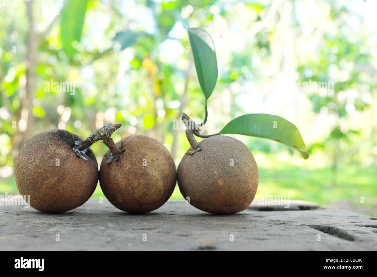 Chico fruit hi-res stock photography and images - Alamy