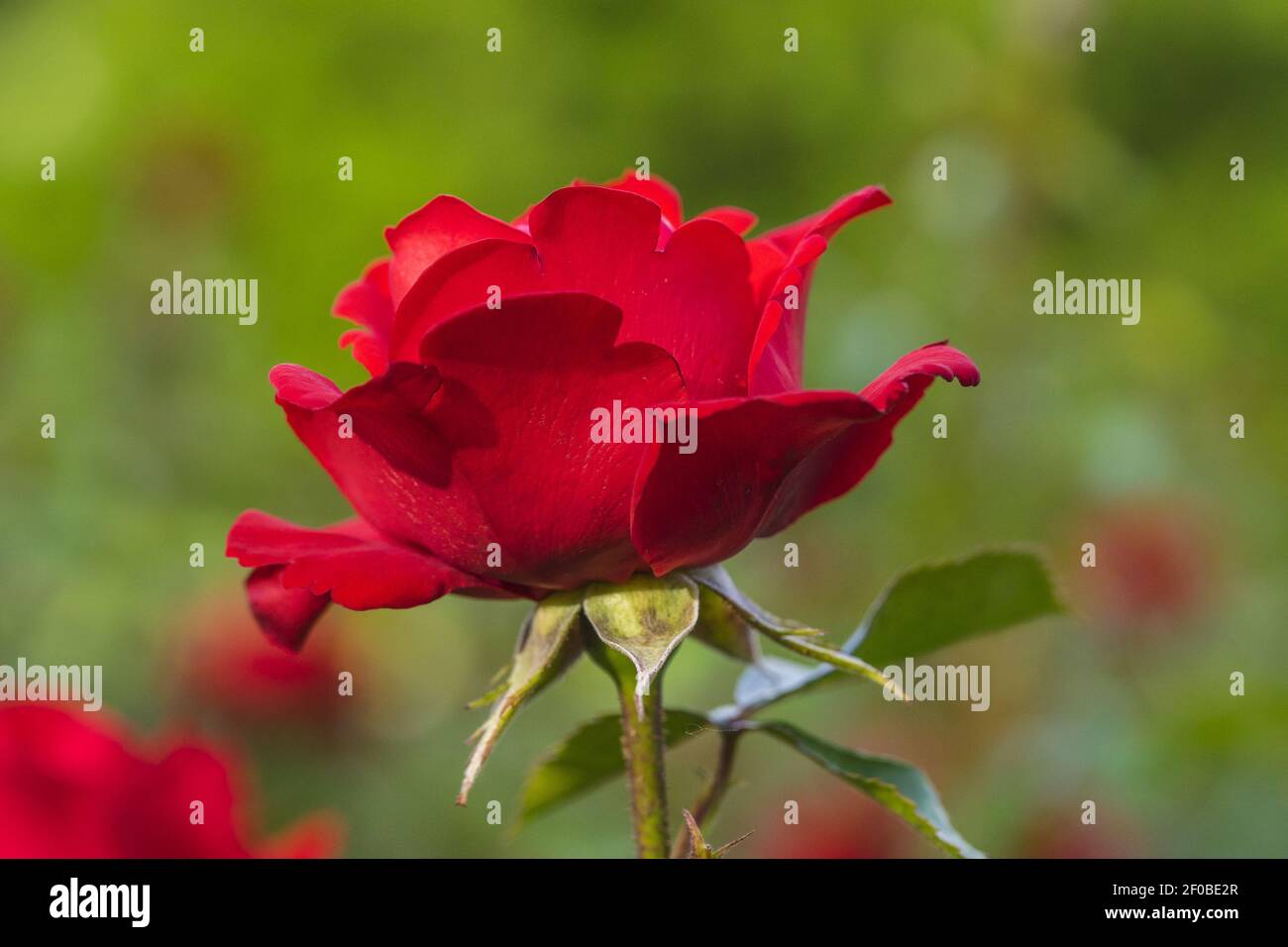 Rose the time rose hi-res stock photography and images - Alamy