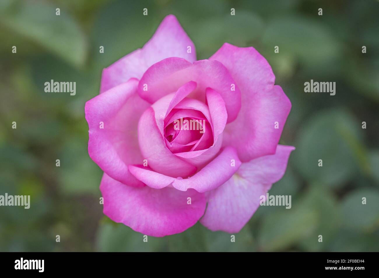 The rose of time hi-res stock photography and images - Alamy