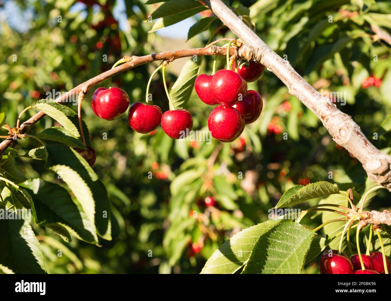 Cherry tree farm hi-res stock photography and images - Alamy