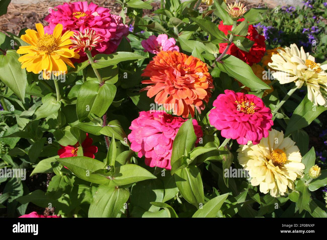 Mr. Cason's Vegetable Garden contains more than 400 varieties of fruits ...