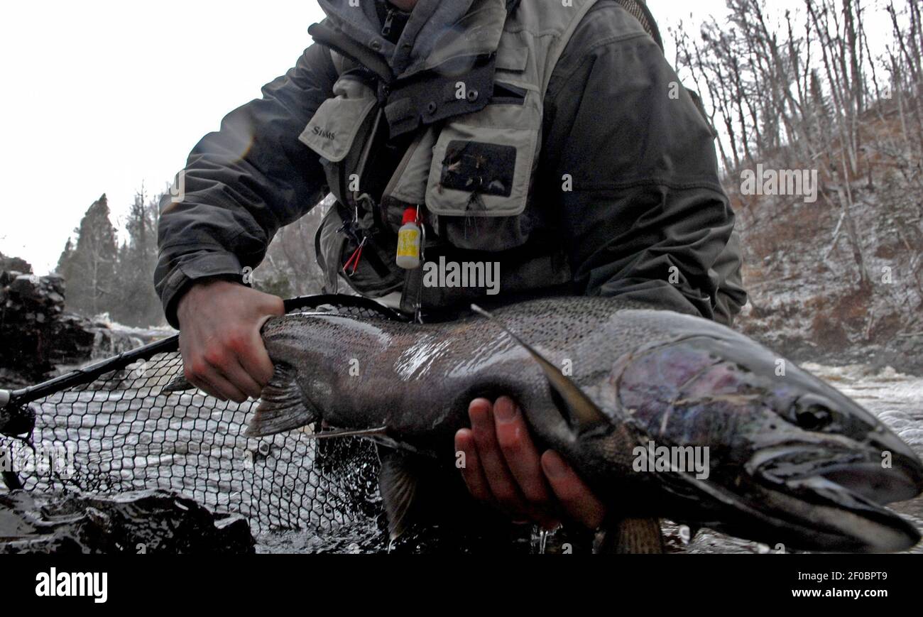 A 27-inch hen steelhead, migratory rainbow trout, caught by Dennis ...