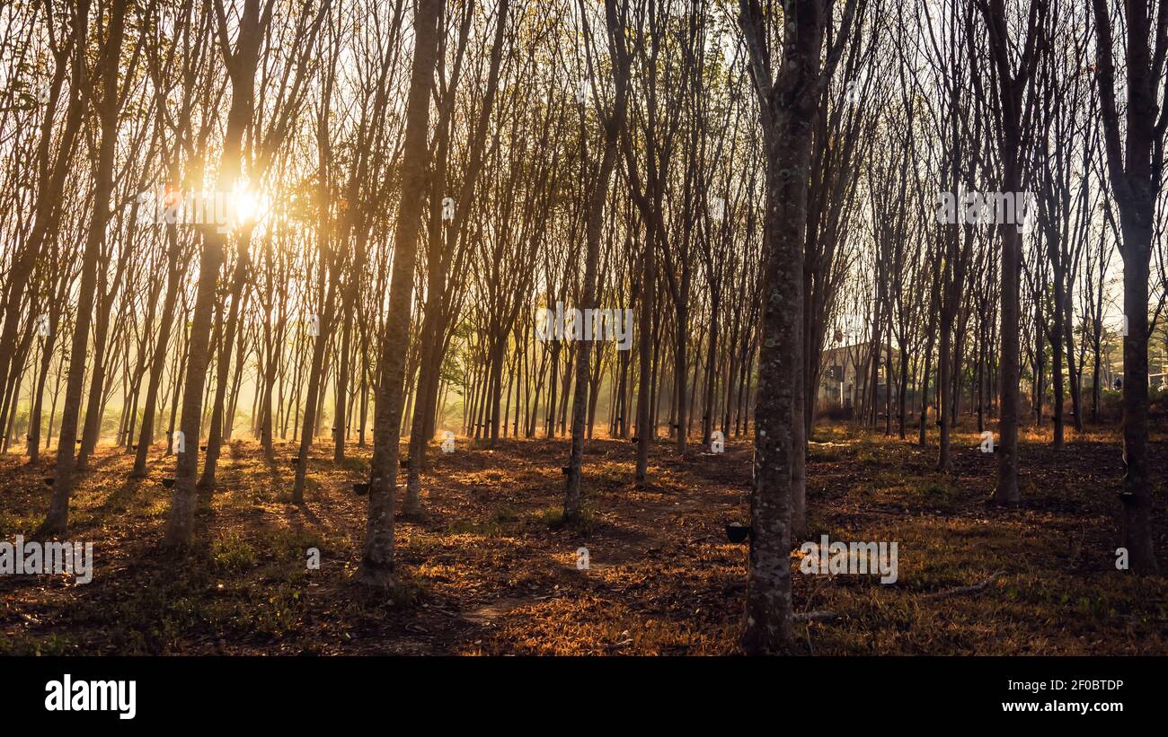 Wooded forest trees backlit by golden sunlight before sunset with sun ...