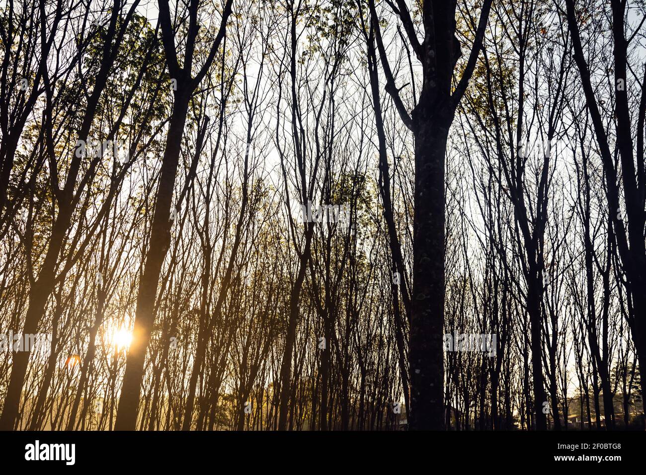 Wooded forest trees backlit by golden sunlight before sunset with sun ...