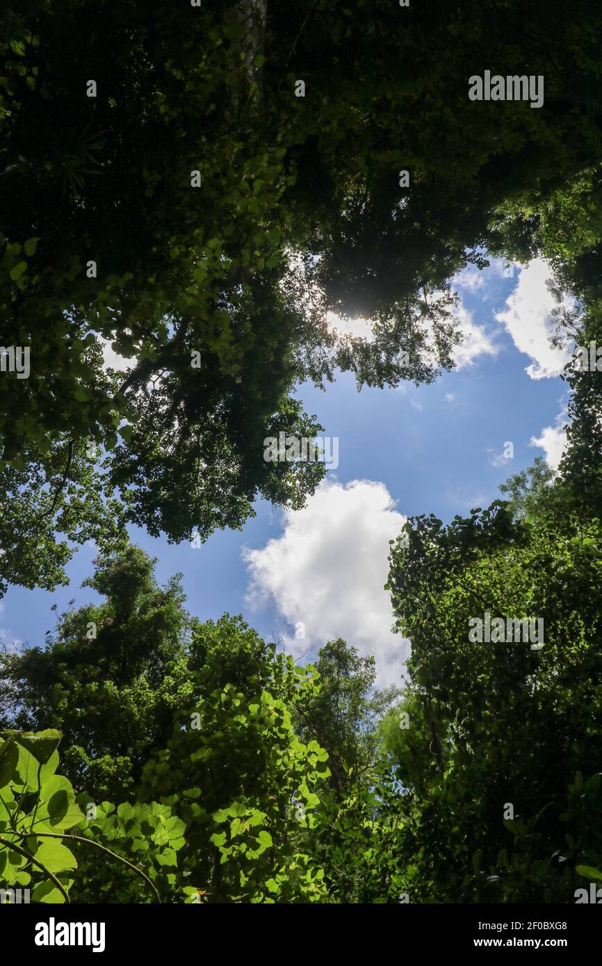A view of the sky between trees. The green trees top in forest blue sky ...