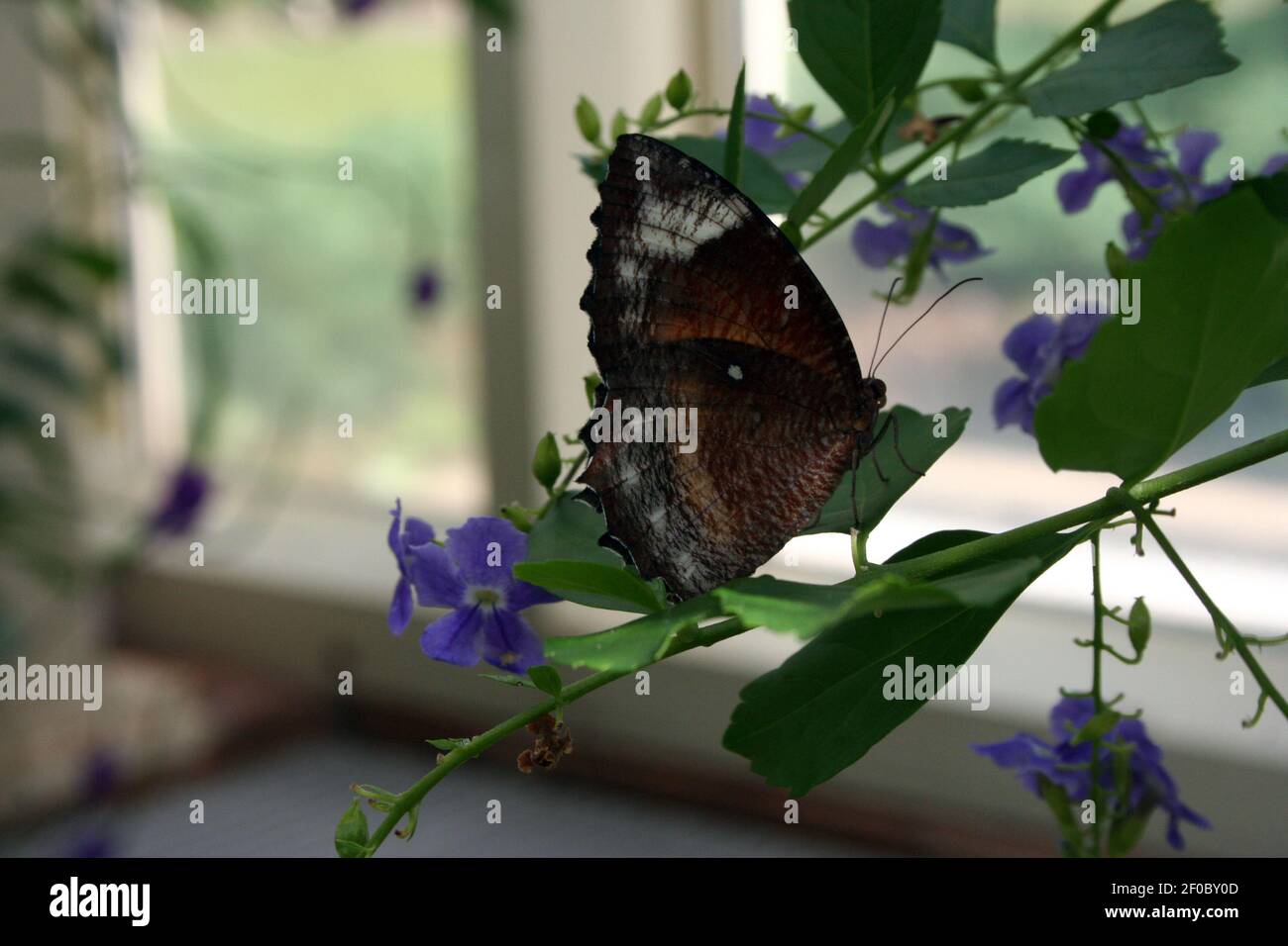 The Cecil B. Day Butterfly Center, with more than 1,000 fluttering ...