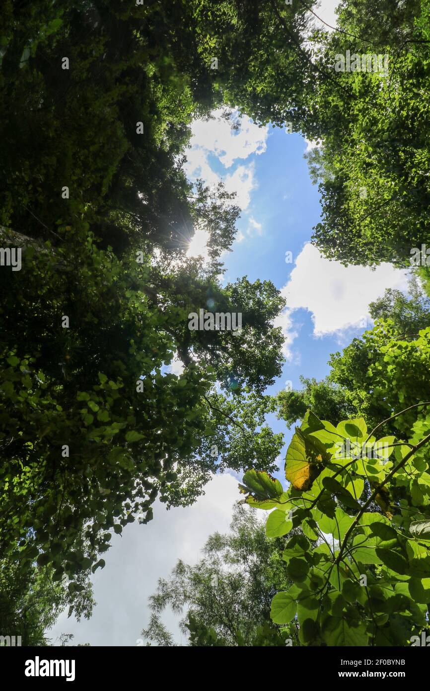 A view of the sky between trees. The green trees top in forest blue sky ...