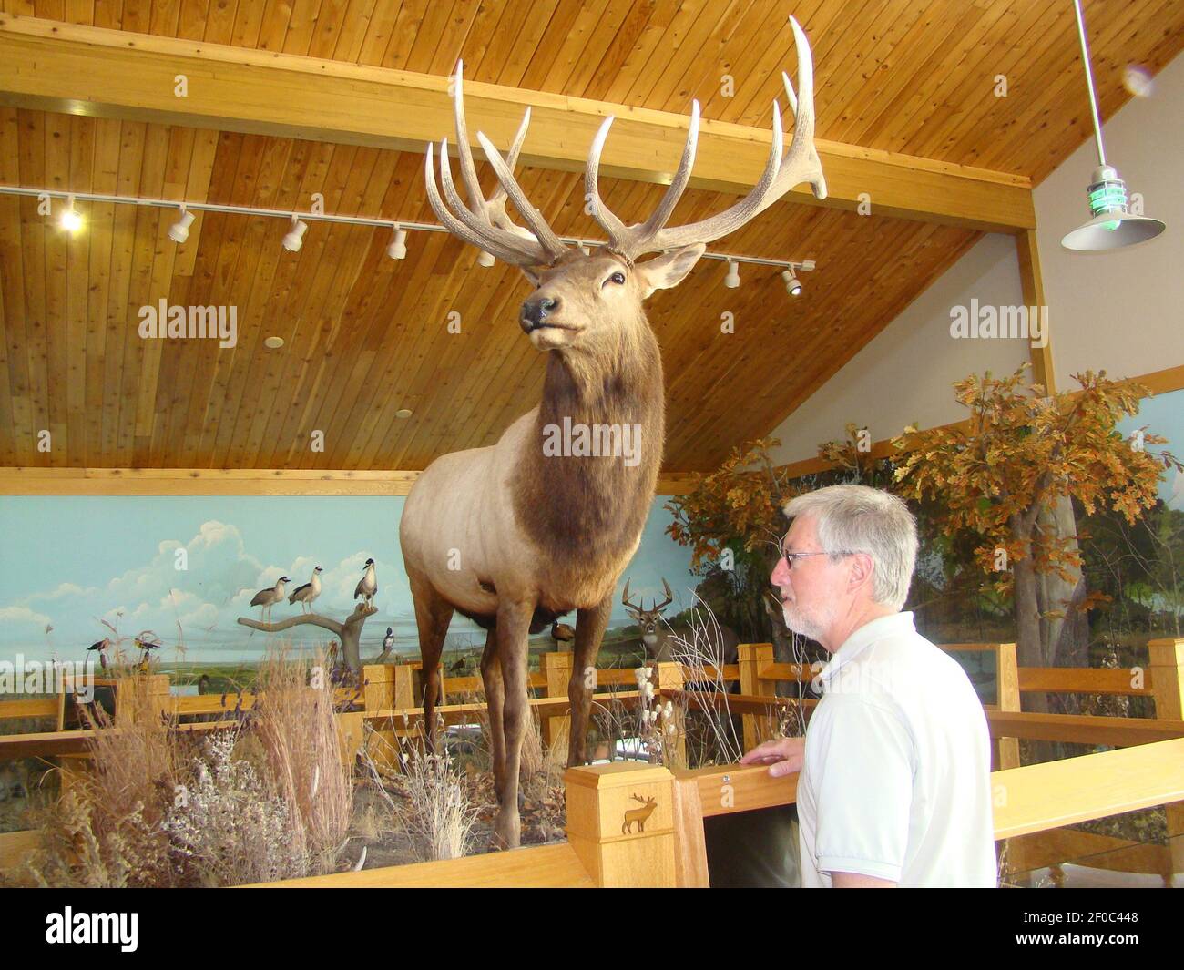 A life-size bull elk towers above Roger Hollevoet in the visitor center ...