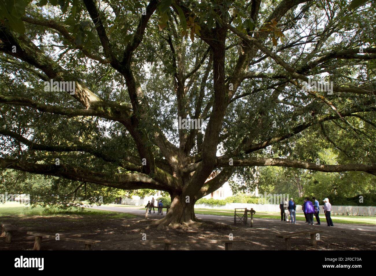 The Compton oak is a natural hybrid of a live oak and an overcup oak ...