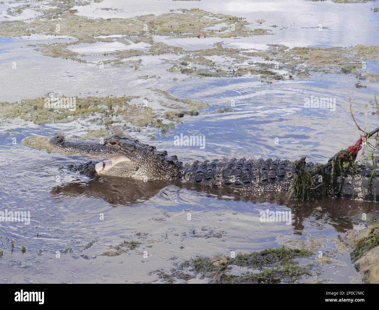 This eight-foot, nine-inch gator was reeled in by Tyler McCurdy, 14, of ...