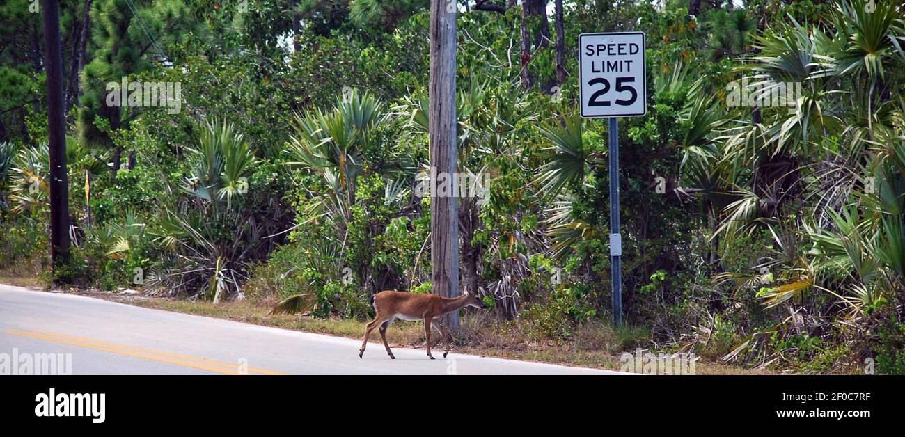 It's not uncommon to see Key deer walking around the roads and ...