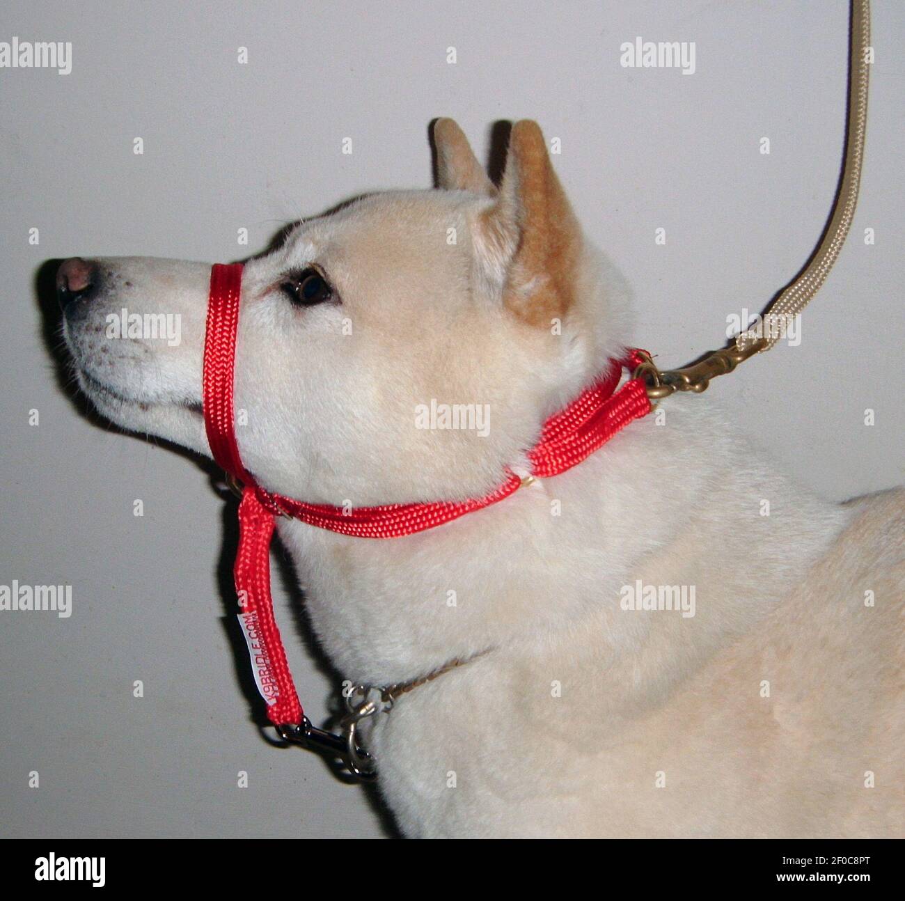 The British-made K9 Bridle provides a way to control ornery dogs. A ...