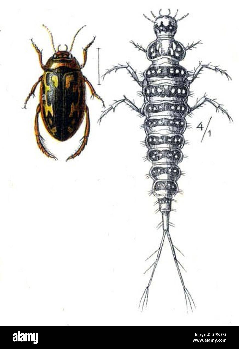 Platambus hi-res stock photography and images - Alamy