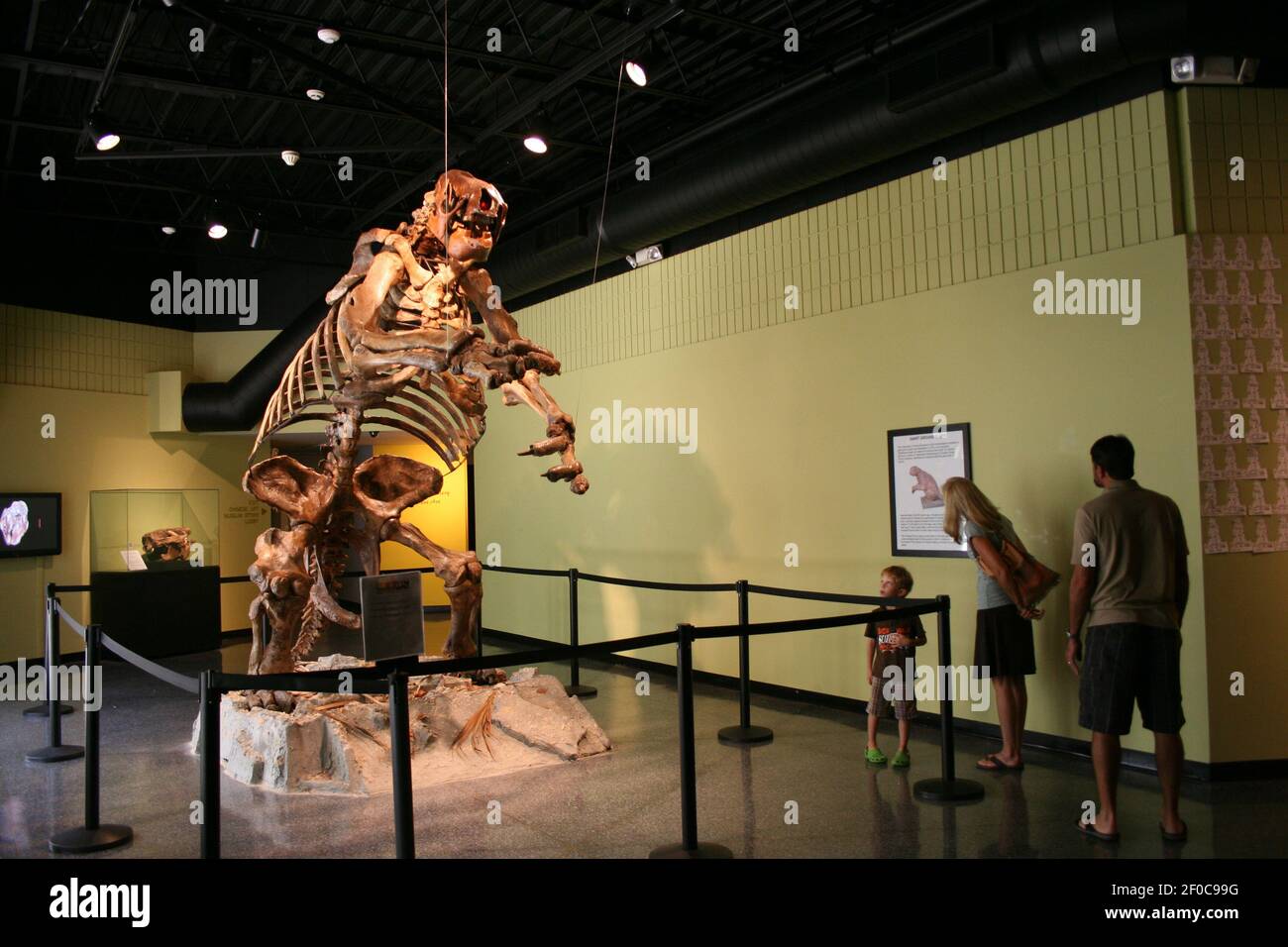 The 13-foot tall skeleton of a giant ground sloth is the centerpiece of ...