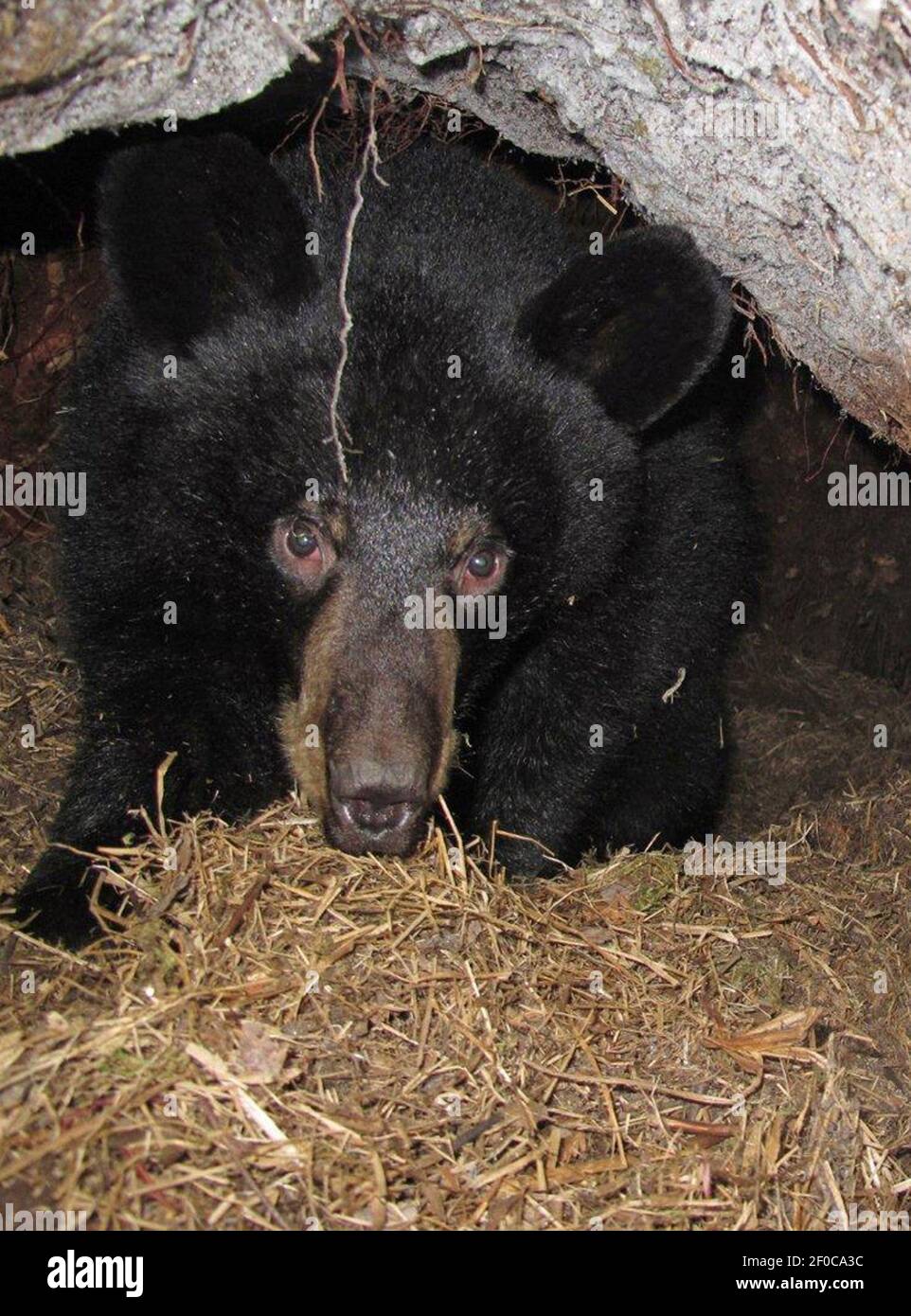 Black bear cub in den hi-res stock photography and images - Alamy