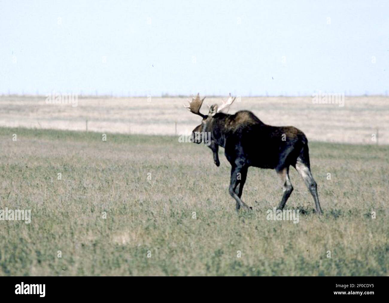 A bull moose trots across the North Dakota prairie in this undated ...