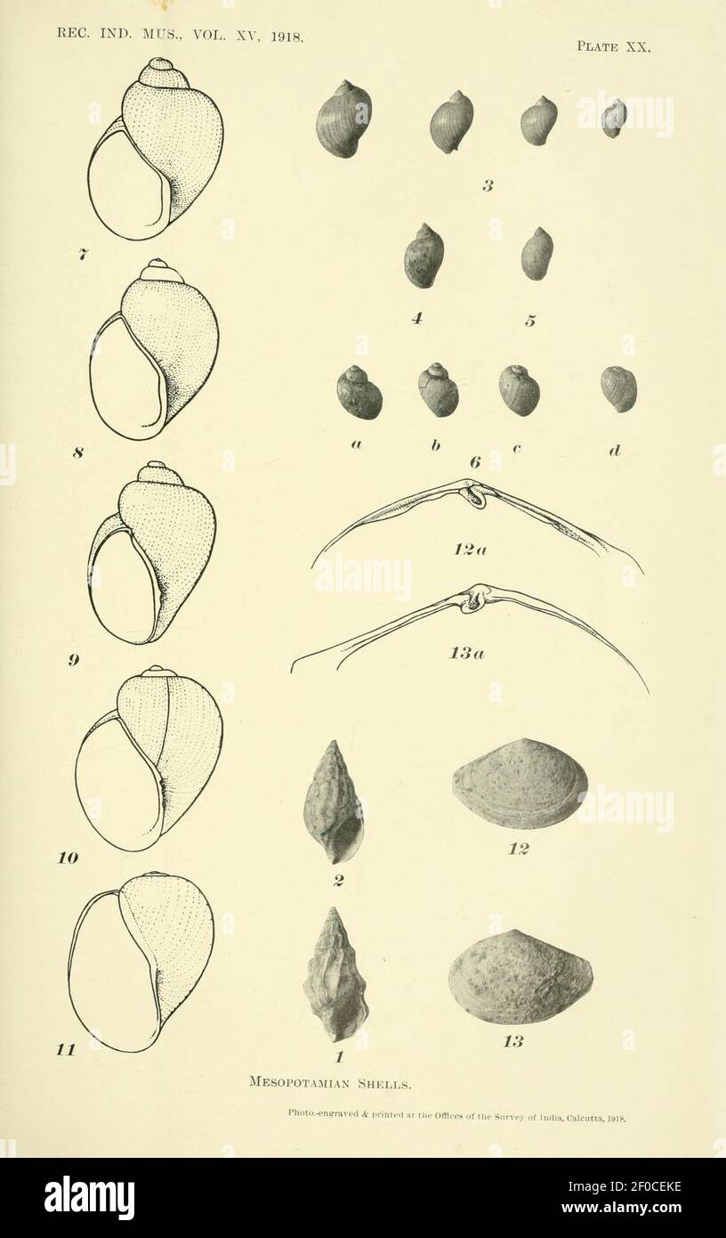 Freshwater shells hi-res stock photography and images - Alamy