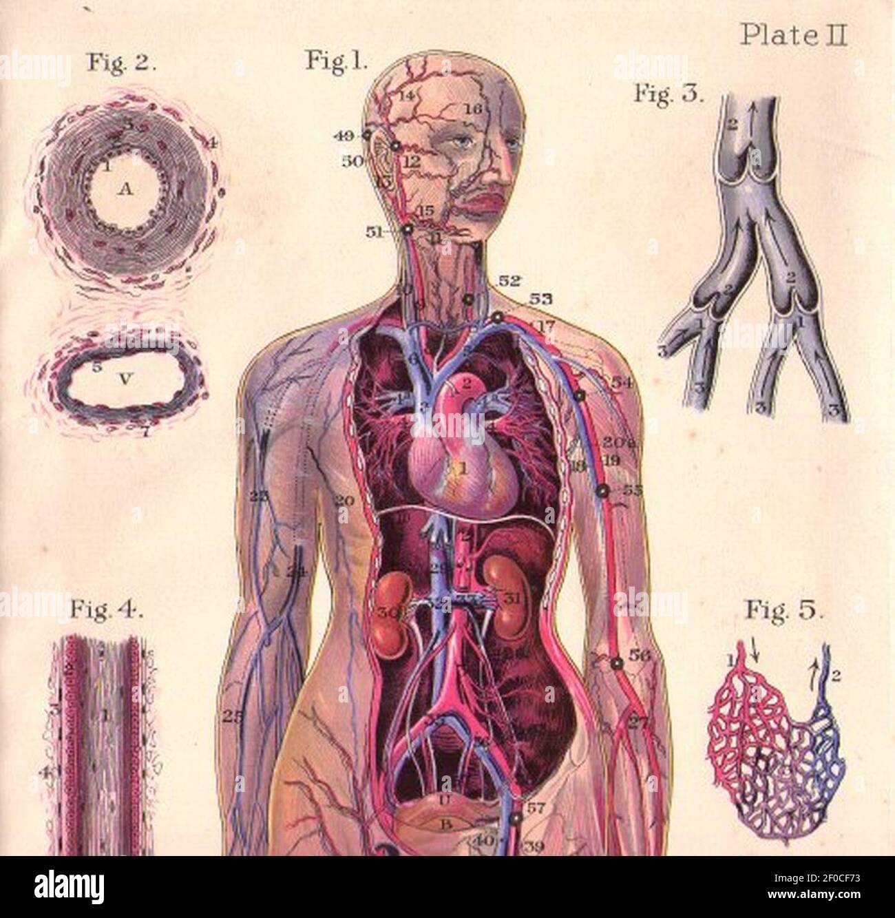 Antique Illustration Of Human Body Anatomy Female Pelvis