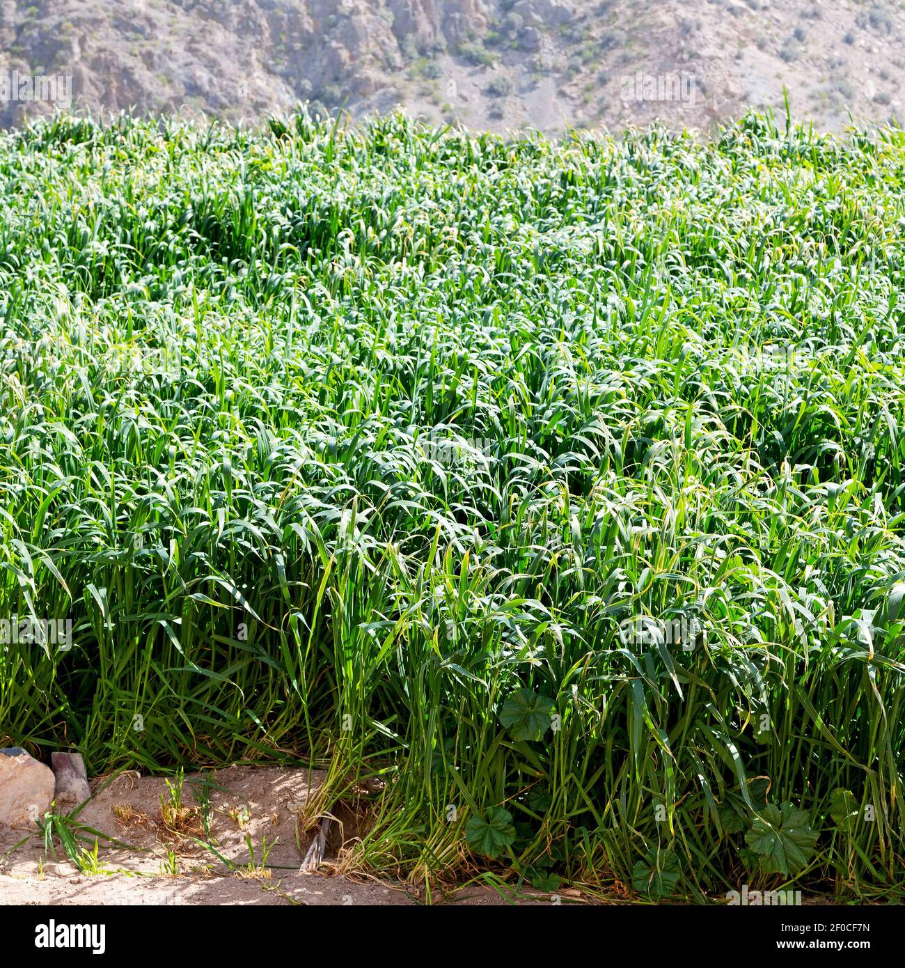 In oman the cultivation of rice plant nature and color Stock Photo - Alamy