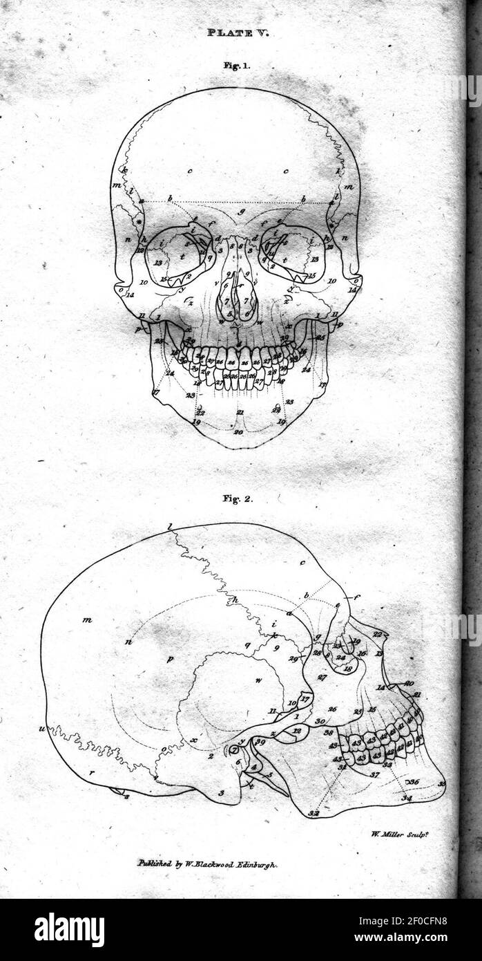 Plate Va Human Skull, engraving by William Miller after drawing by W ...