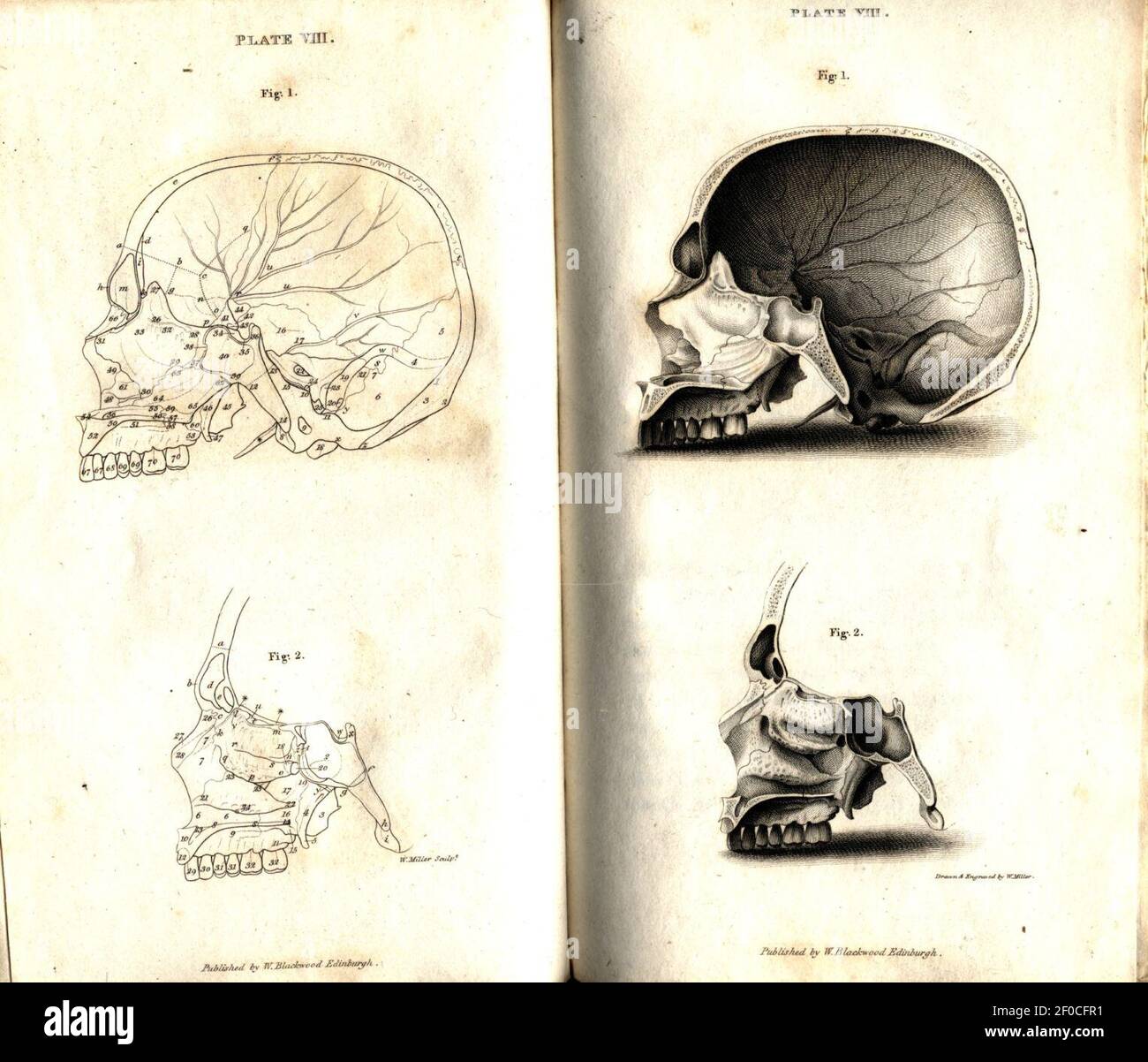 Plate VIII from Dr Gordon skeleton engraving by W Miller Stock Photo ...