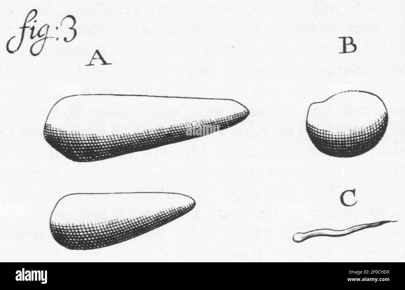 Plate XXIII - Leeuwenhoeks Pictures of the Intestinal protozoa of frogs ...