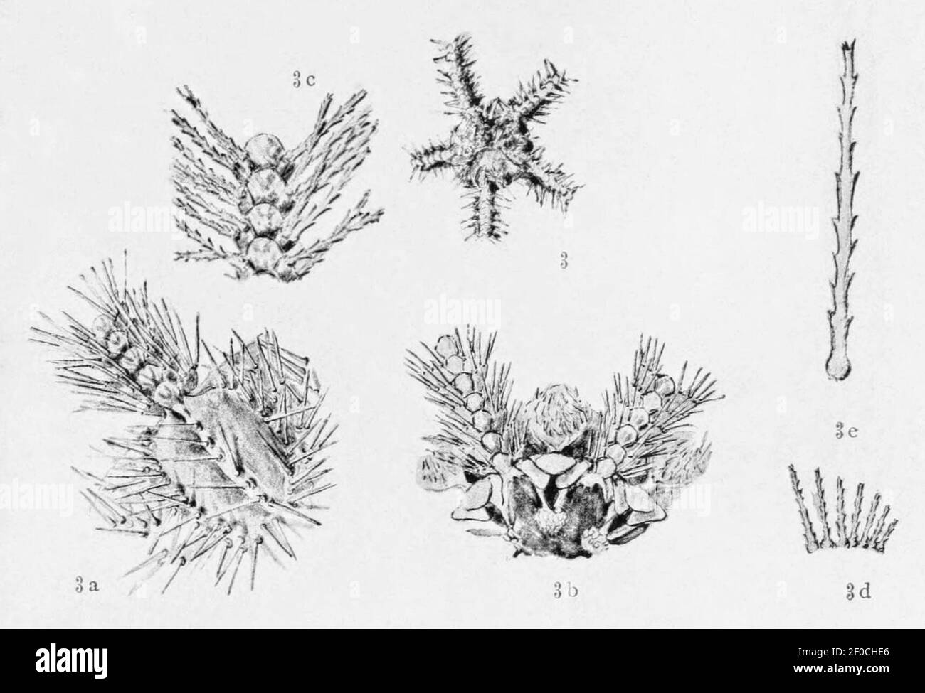 Ophiothrix hi-res stock photography and images - Alamy