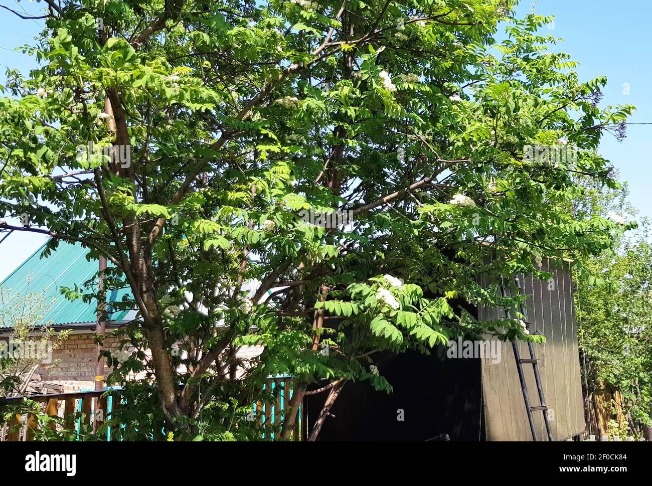 Little ash garden hi-res stock photography and images - Alamy