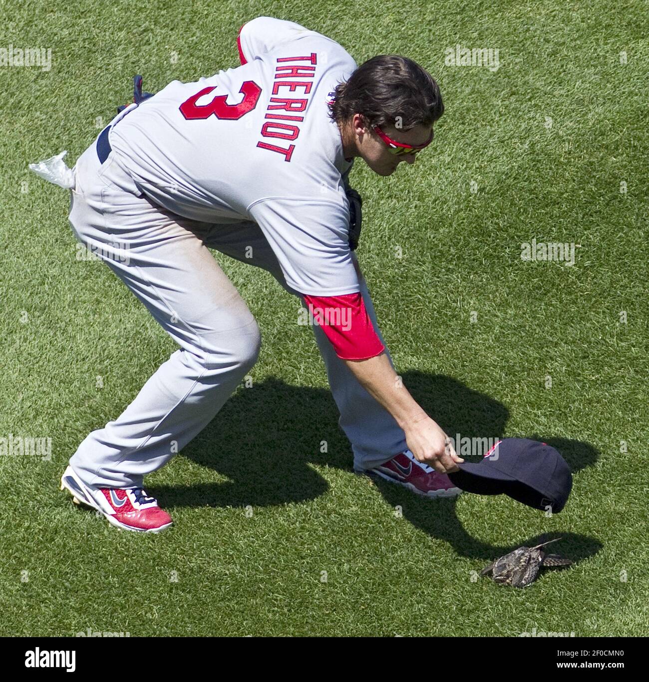 St. Louis Cardinals shortstop Ryan Theriot (3) puts his hat over a bird ...