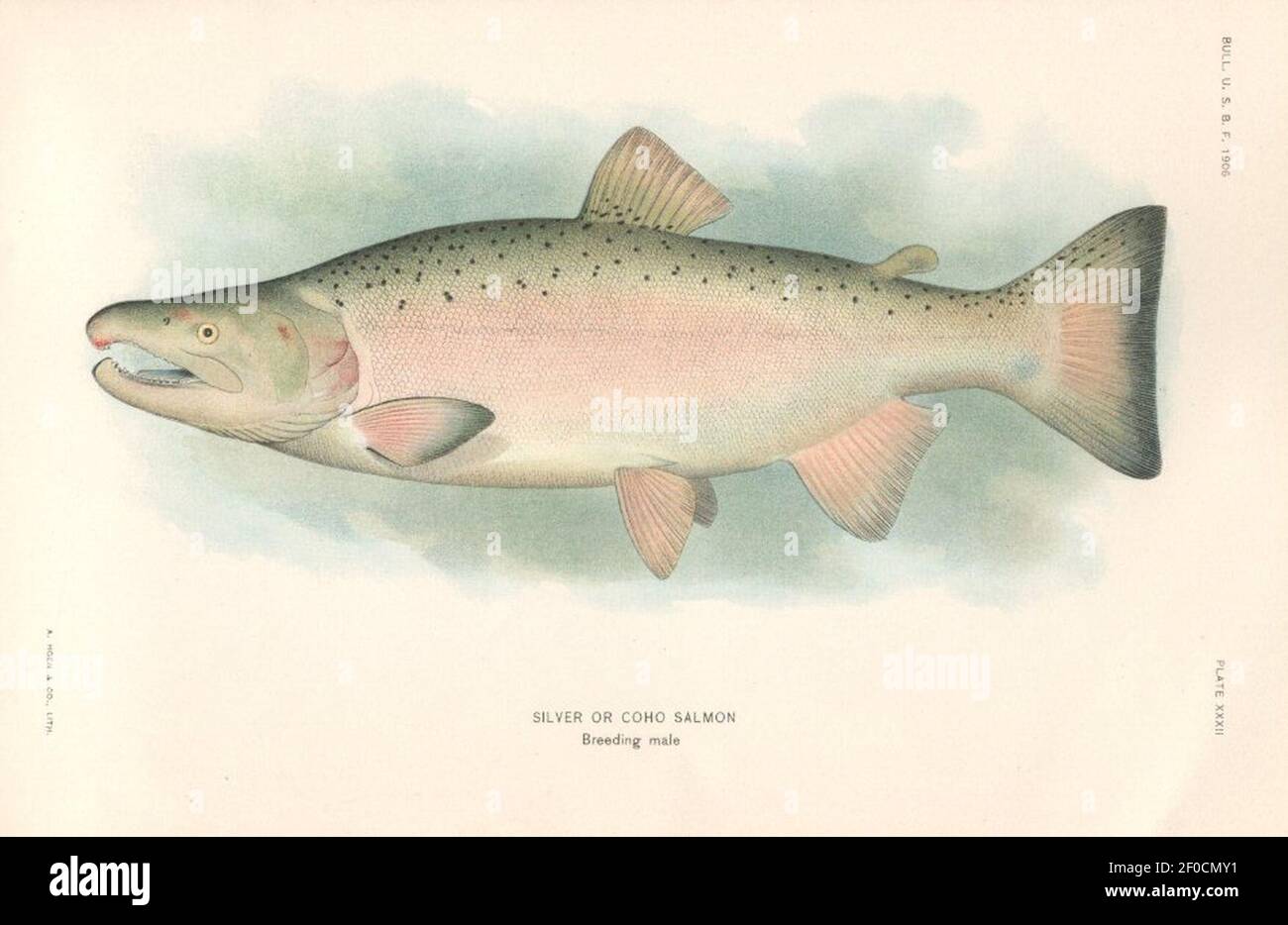 PlateXXXII-Coho Salmon Breeding Male Stock Photo - Alamy