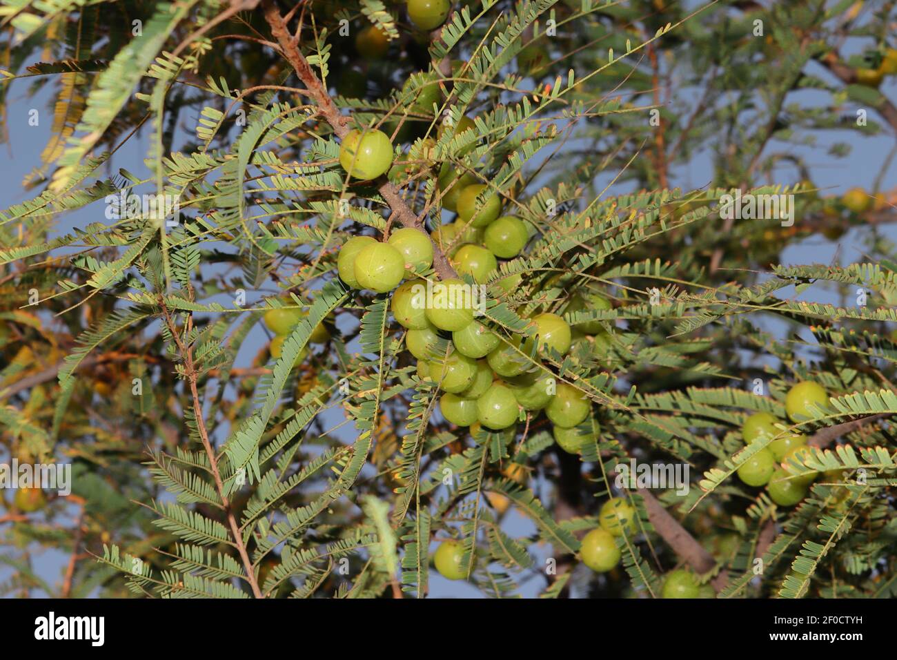 Amla tree hi-res stock photography and images - Alamy