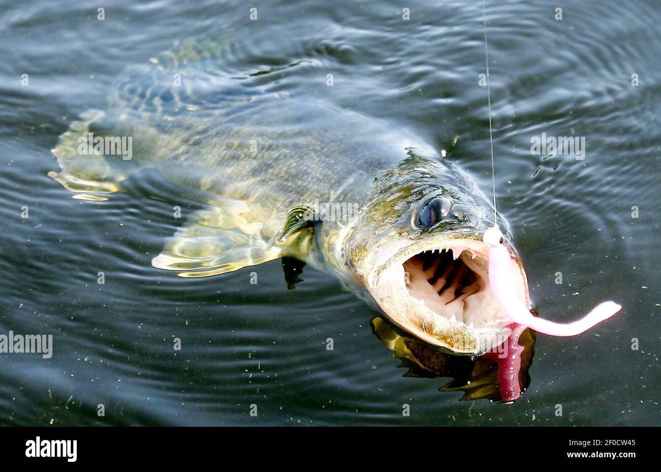 A walleye was caught with a bubblegum-colored scented plastic worm in ...