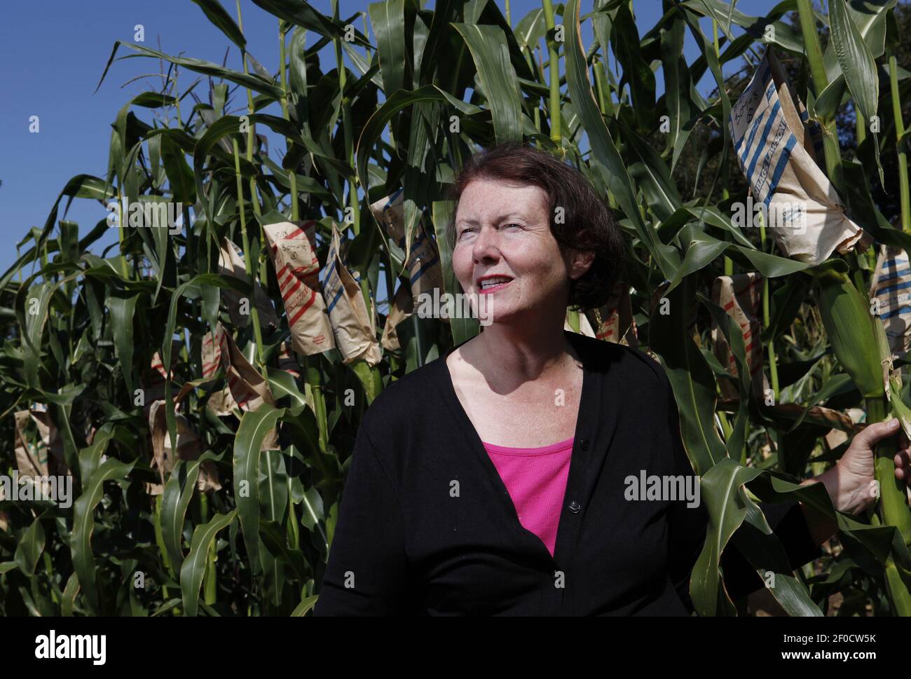 Virginia Walbot is dwarfed by the corn stalks in a small cornfield used ...