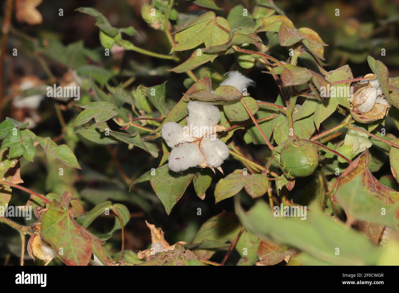 Growing cotton flowers and cotton fiber on healthy and fresh cotton ...