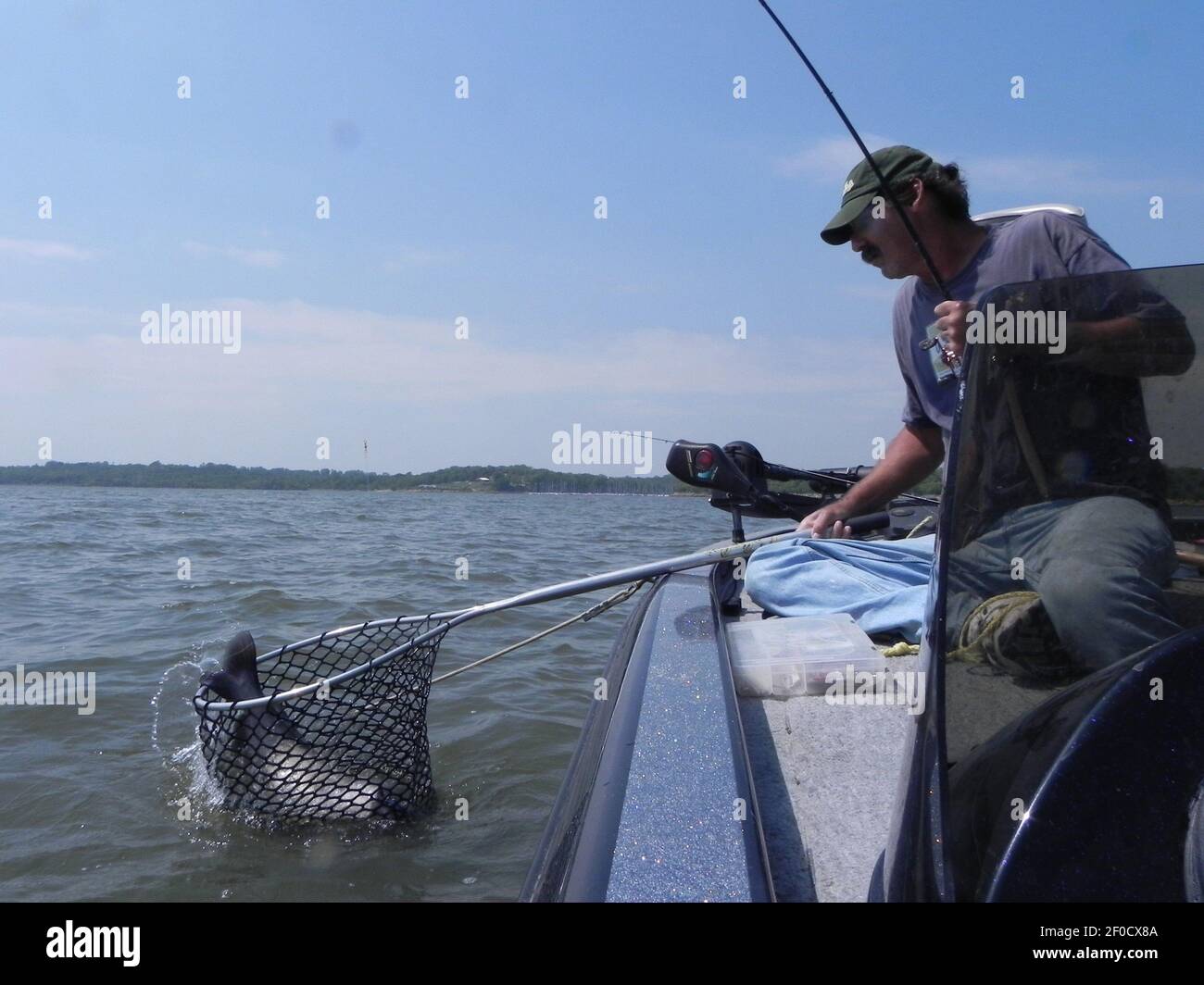 Bob Noah, of Kansas City, Kansas, reaches to net a channel cat he ...