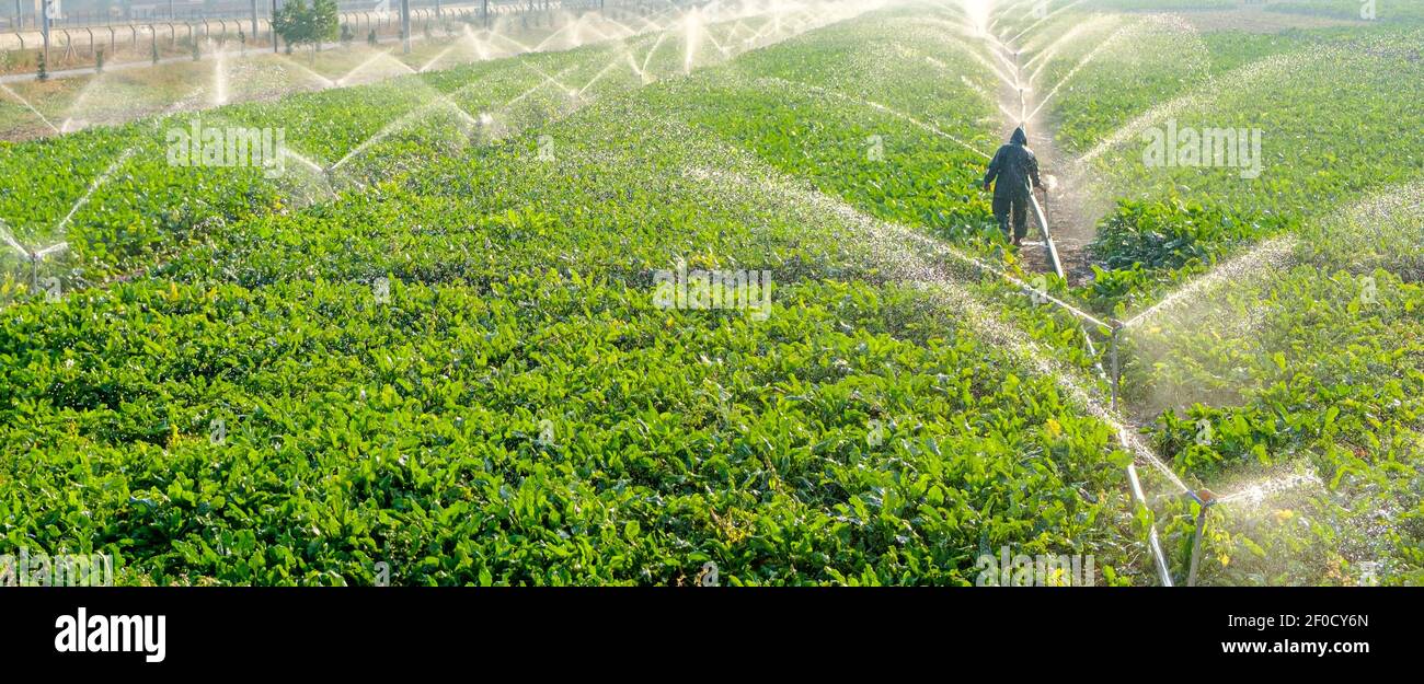 Sprinkler spraying fresh wet water on lush green field Stock Photo - Alamy