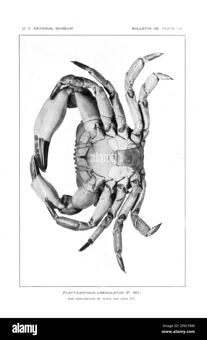 Crenulatus hi-res stock photography and images - Alamy